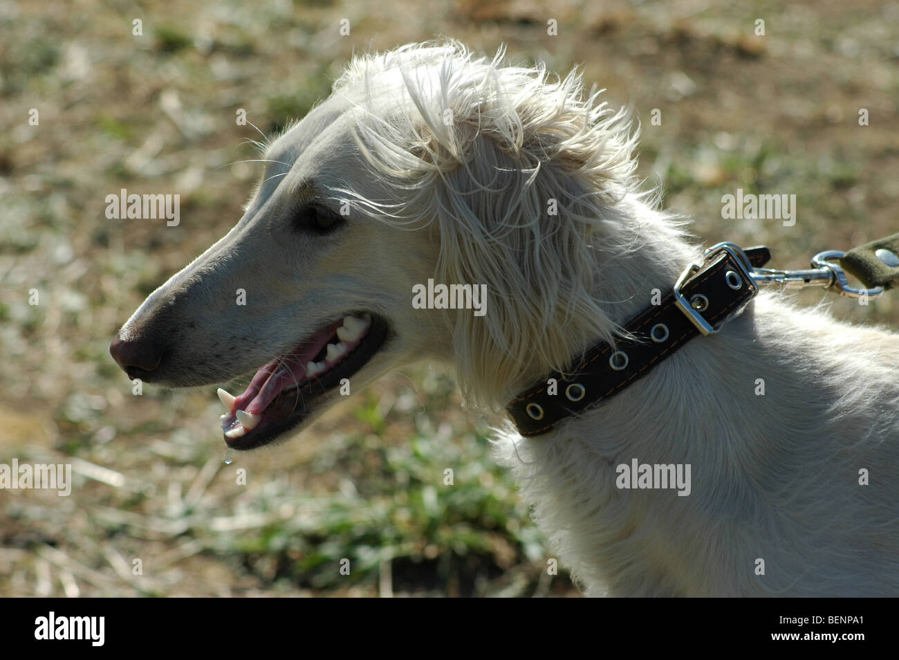 Borzoi Muzzle High Resolution Stock Photography and Images - Alamy