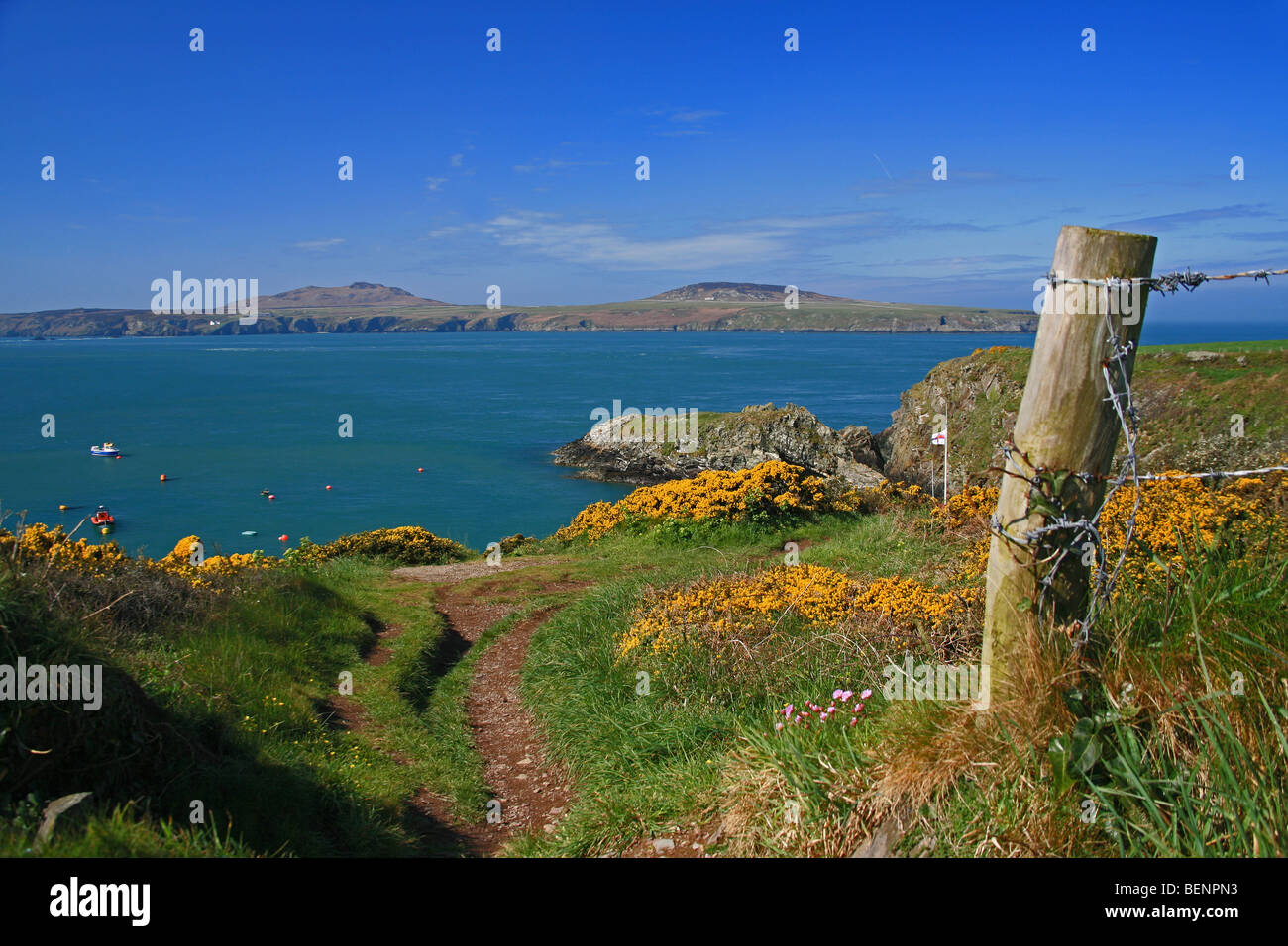 Ramsey island flowers hi-res stock photography and images - Alamy