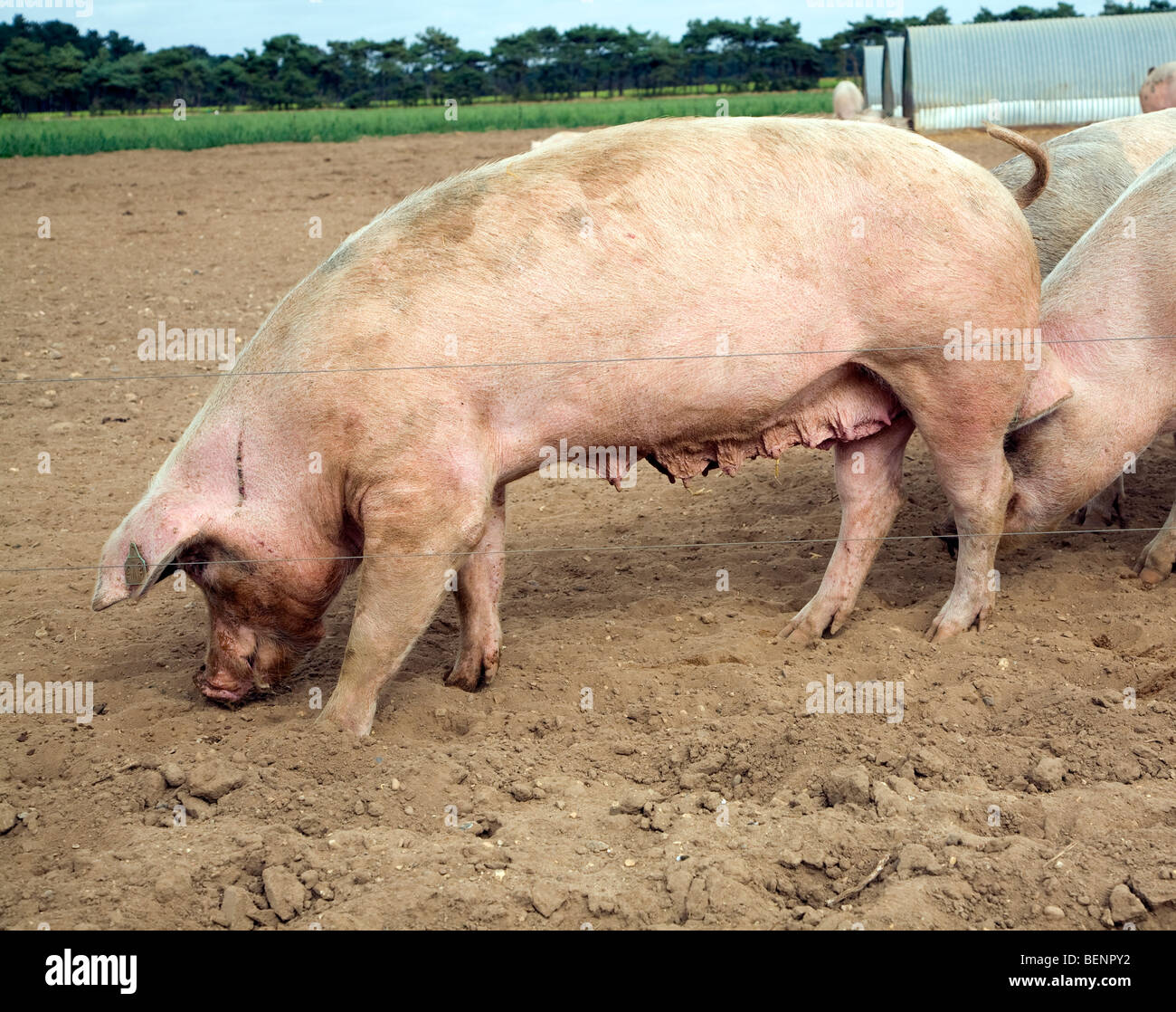 Outdoor free range pig farm, Hollesley, Suffolk, England Stock Photo ...