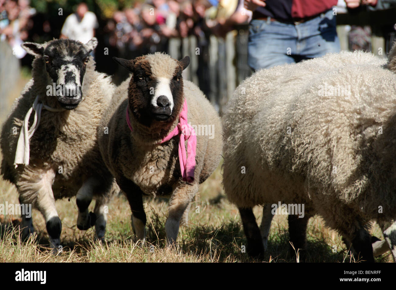 Scenes at Masham Sheep Fair 2009 Stock Photo - Alamy