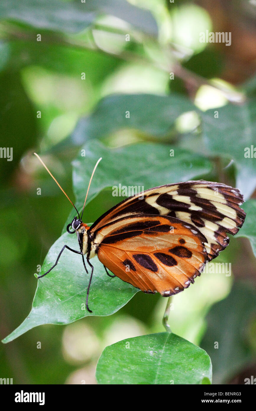 Lycorea butterfly hi-res stock photography and images - Alamy