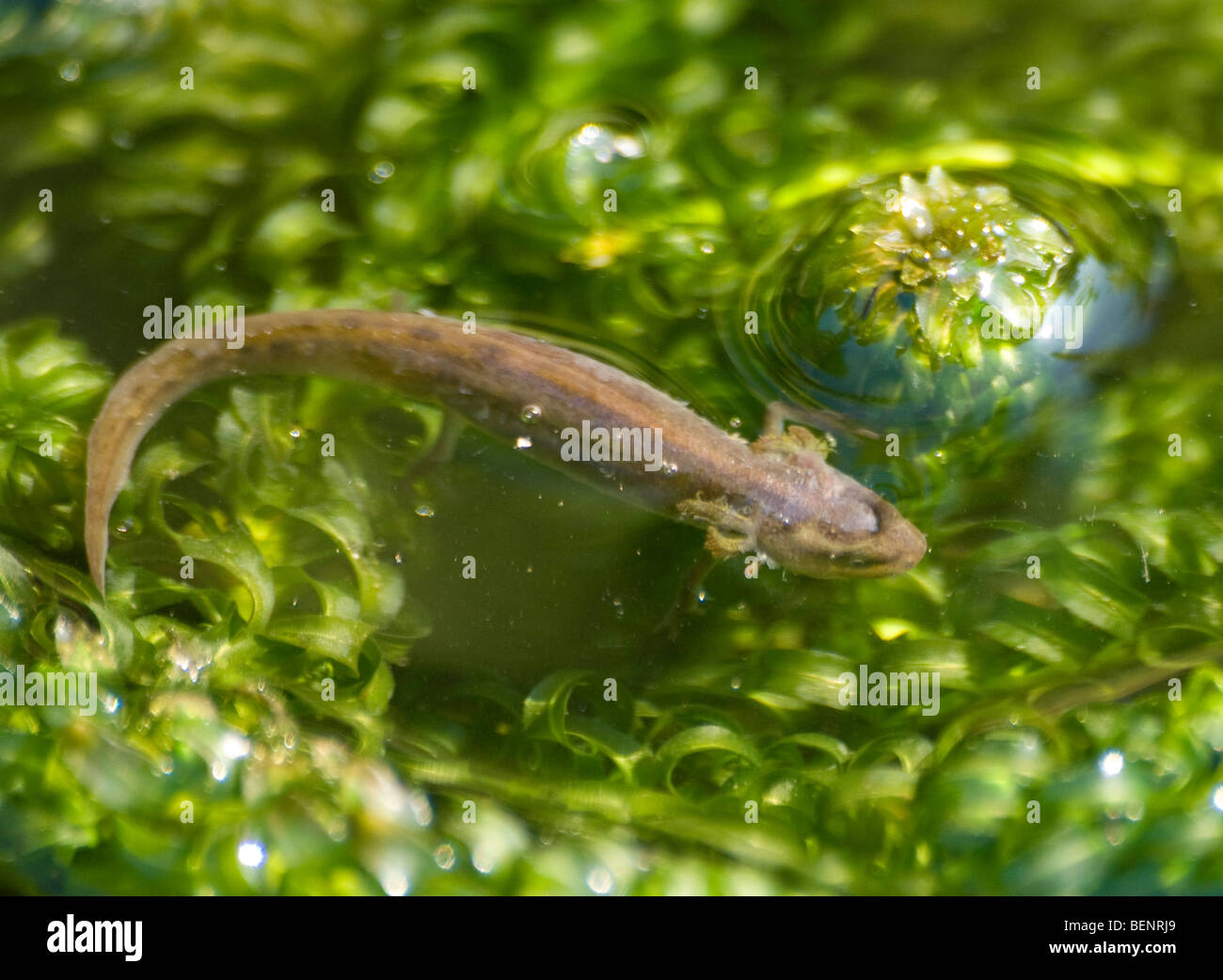 Newt hi-res stock photography and images - Alamy