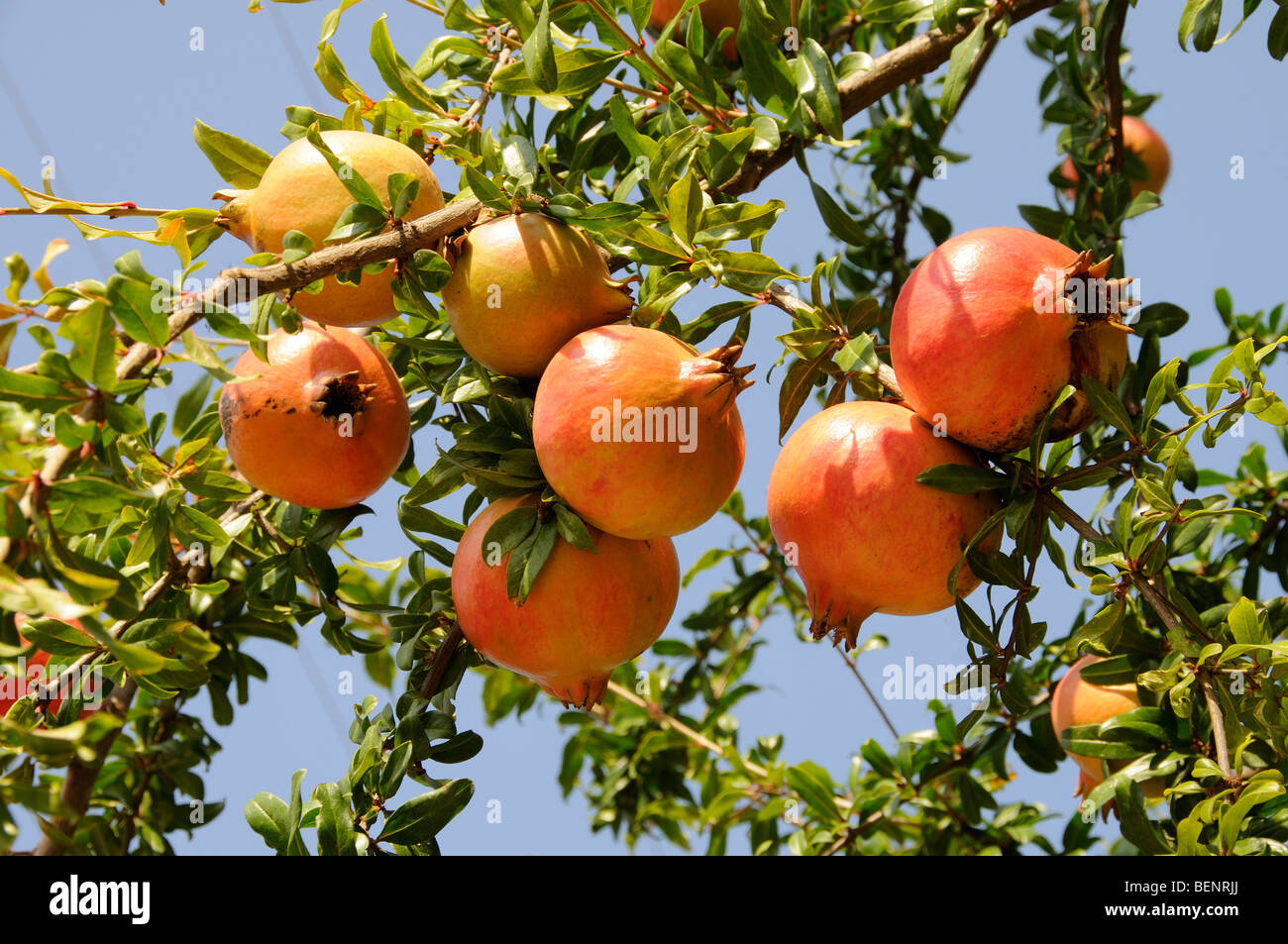 Fruit tree pomegranate pomegranates hi-res stock photography and images ...