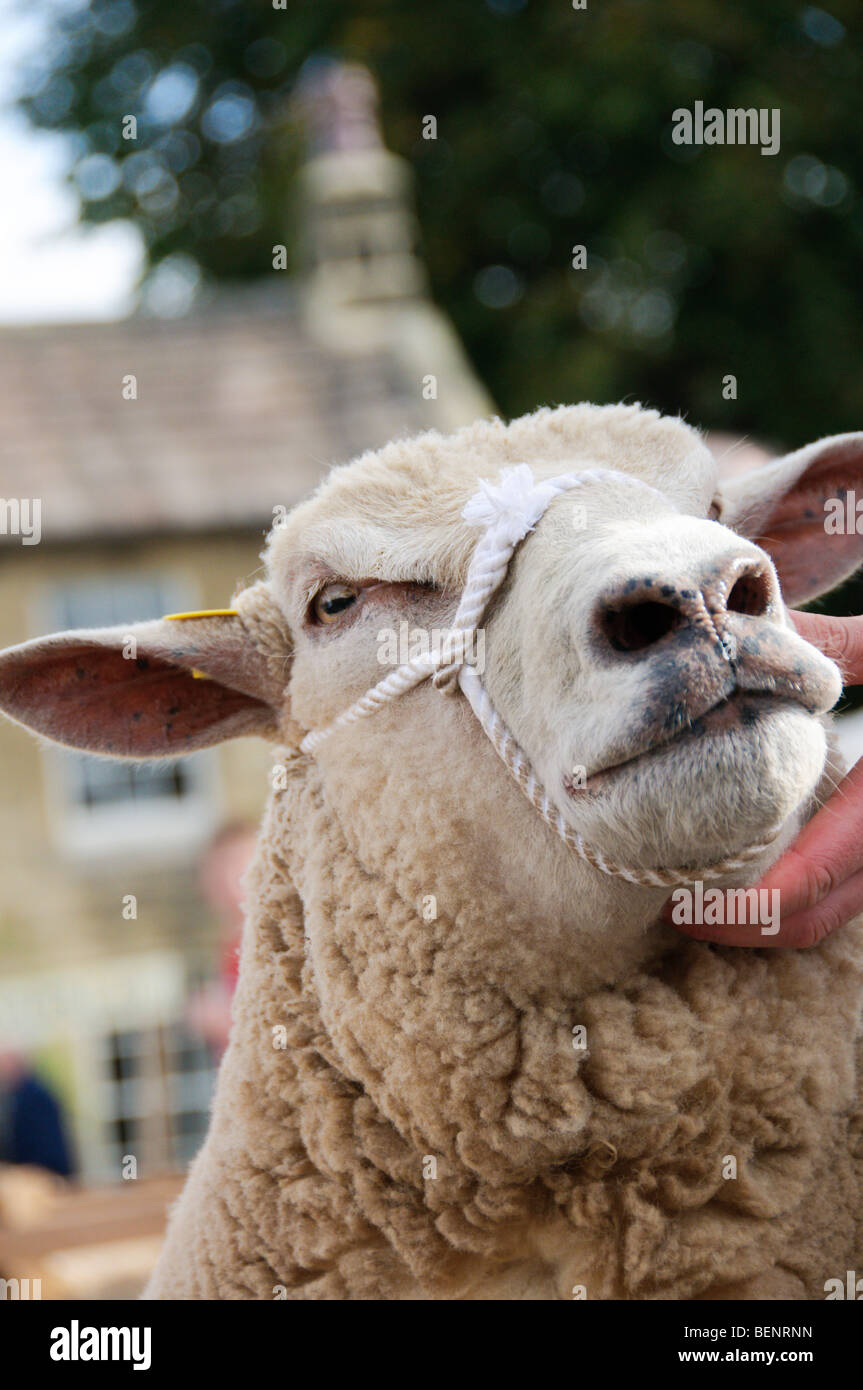 Masham sheep fair sheep race hi-res stock photography and images - Alamy