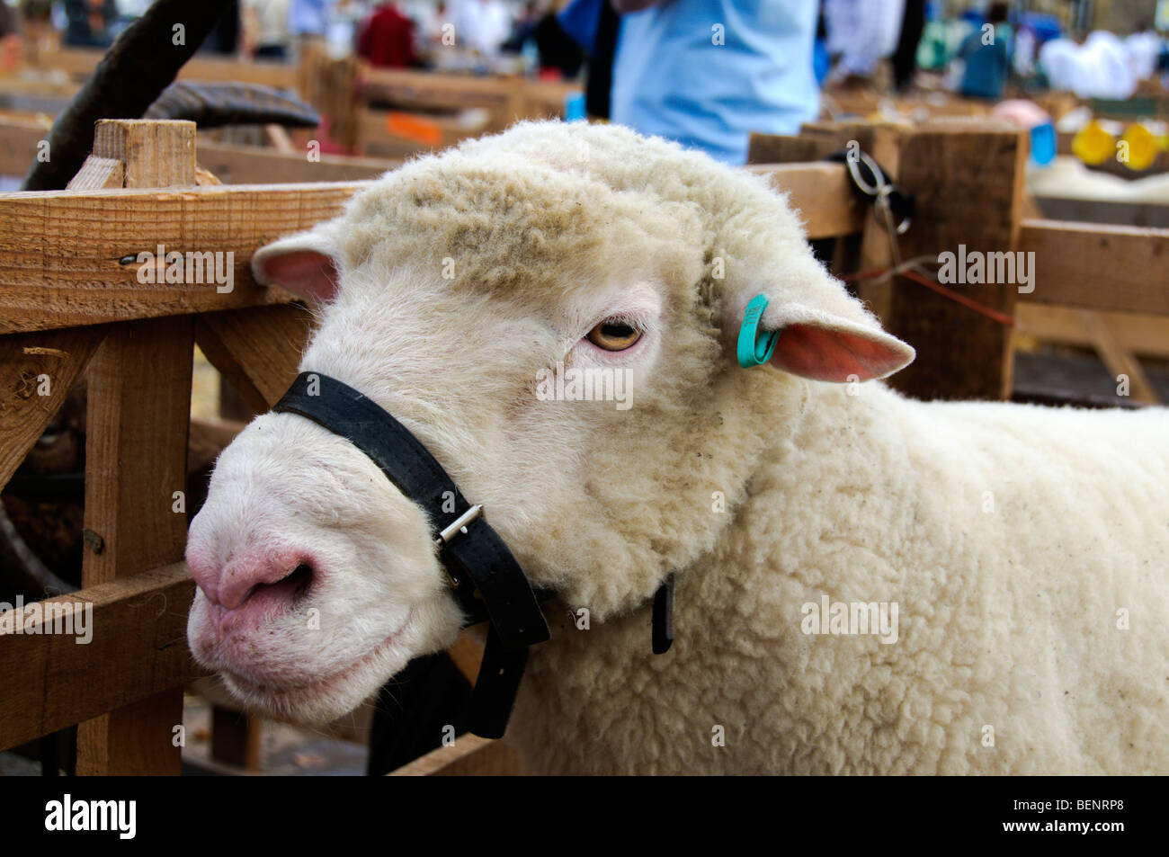 Masham sheep fair sheep race hi-res stock photography and images - Alamy