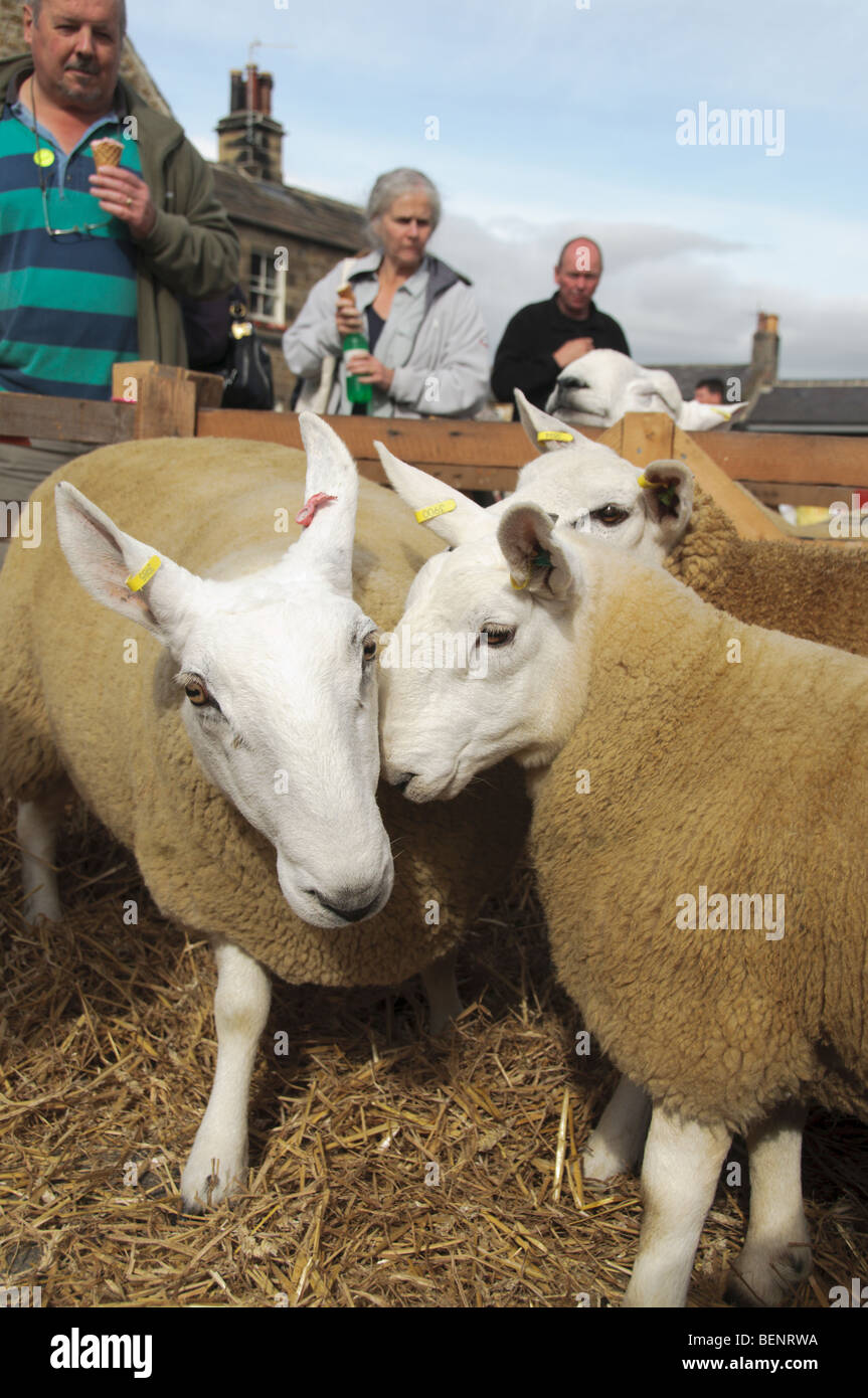 Scenes at Masham Sheep Fair 2009 Stock Photo - Alamy