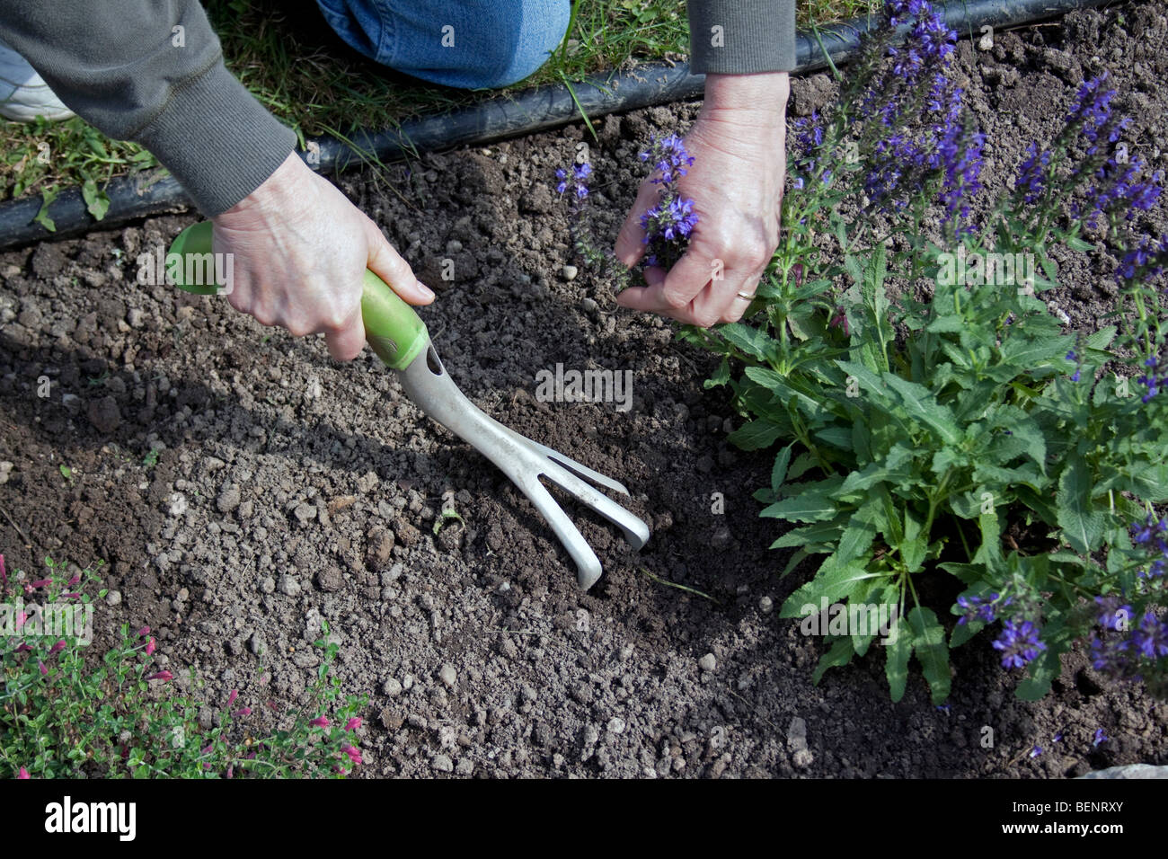 Weeding Flower Garden USA Stock Photo - Alamy