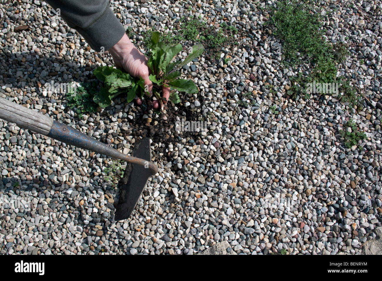 Hoe machine plants hi-res stock photography and images - Alamy