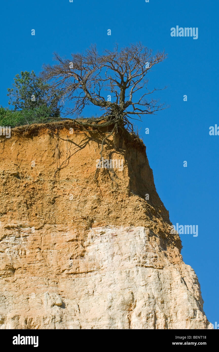 Tree exposing its roots at cliff edge due to soil erosion, Provence ...