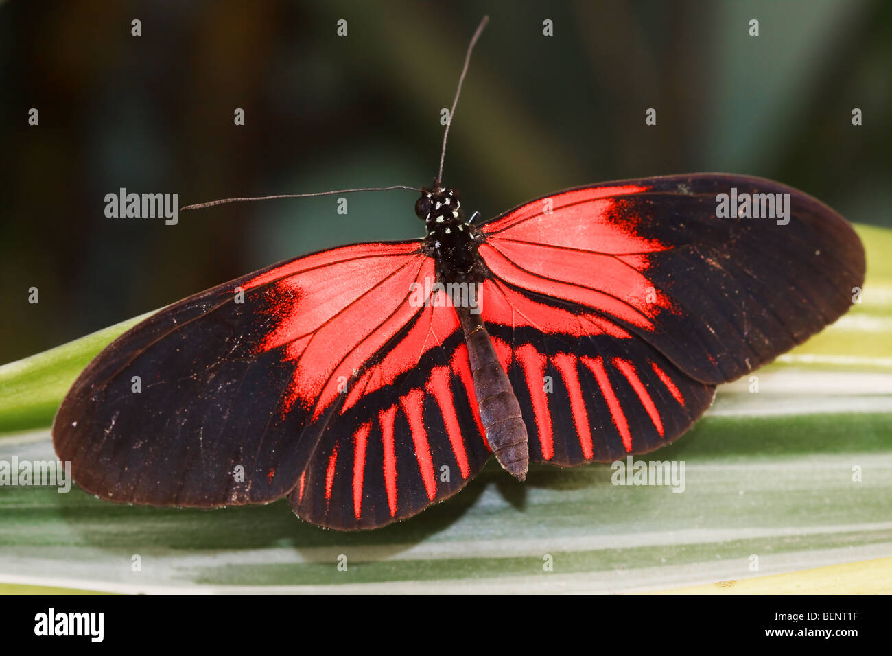 Postman butterfly heliconius melpomene hi-res stock photography and ...