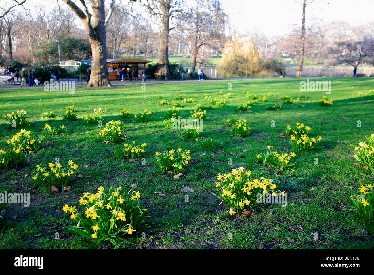 Spring Daffodils St James Park Westminster London Capital City of ...