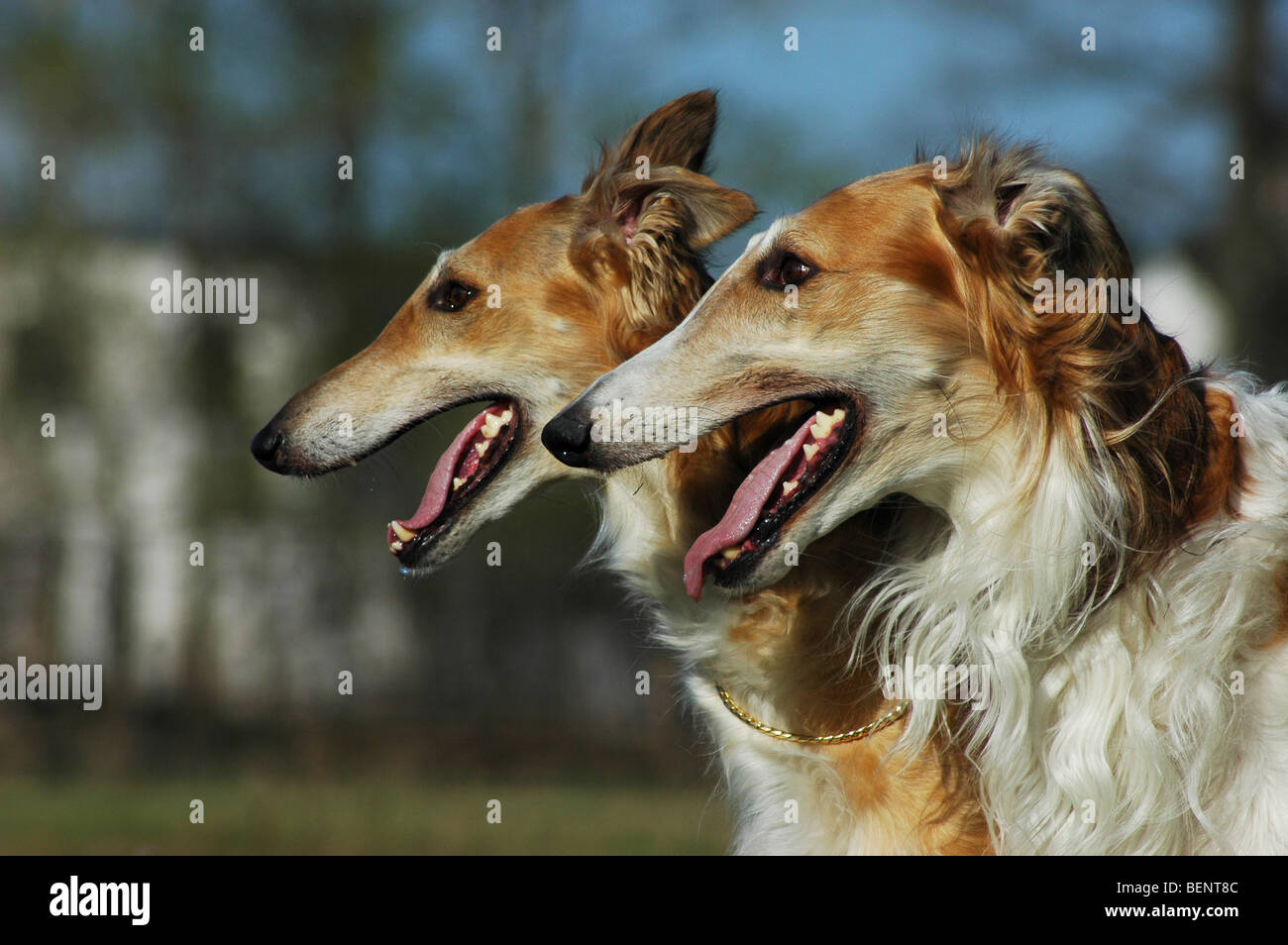 Borzoi, Russian Wolfhound, Russkaya Psovaya Borzaya Stock Photo - Alamy