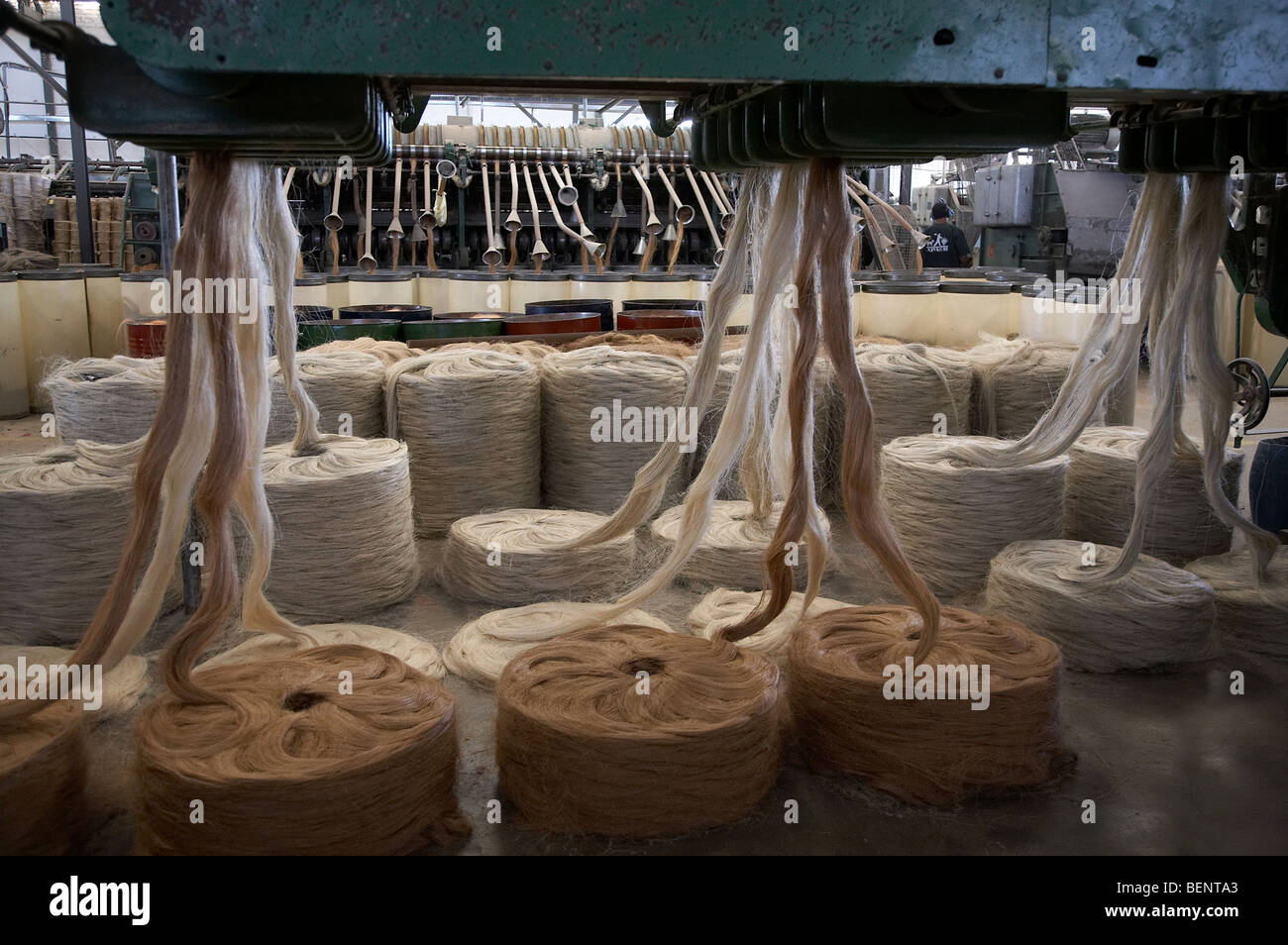 BRAZIL Sisal processing factory, Valente, Bahia Stock Photo - Alamy