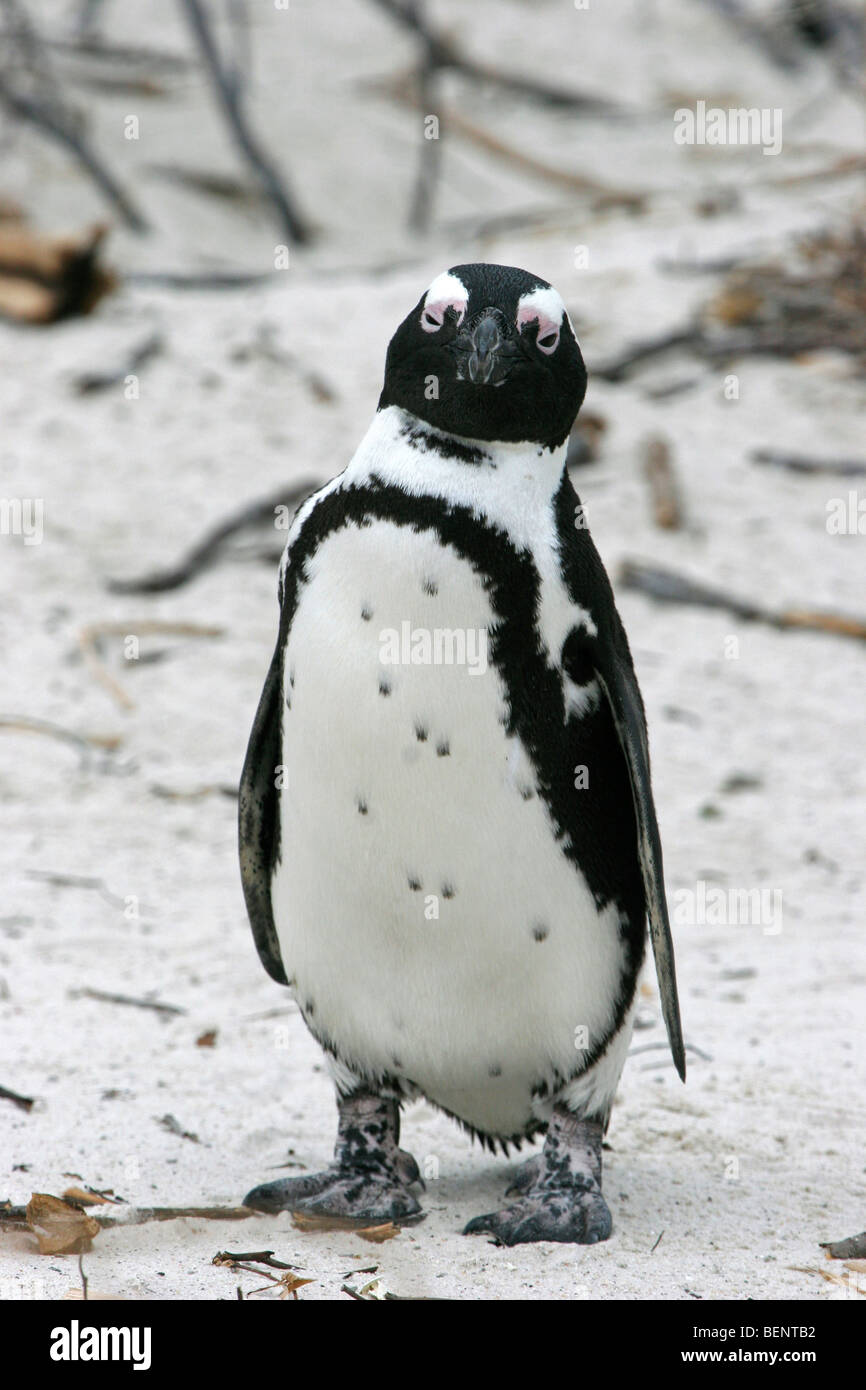 Jackass hi-res stock photography and images - Alamy