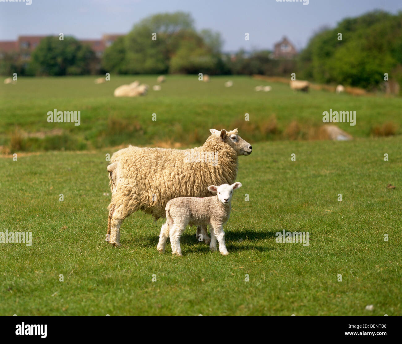 Sheep and lamb Stock Photo - Alamy