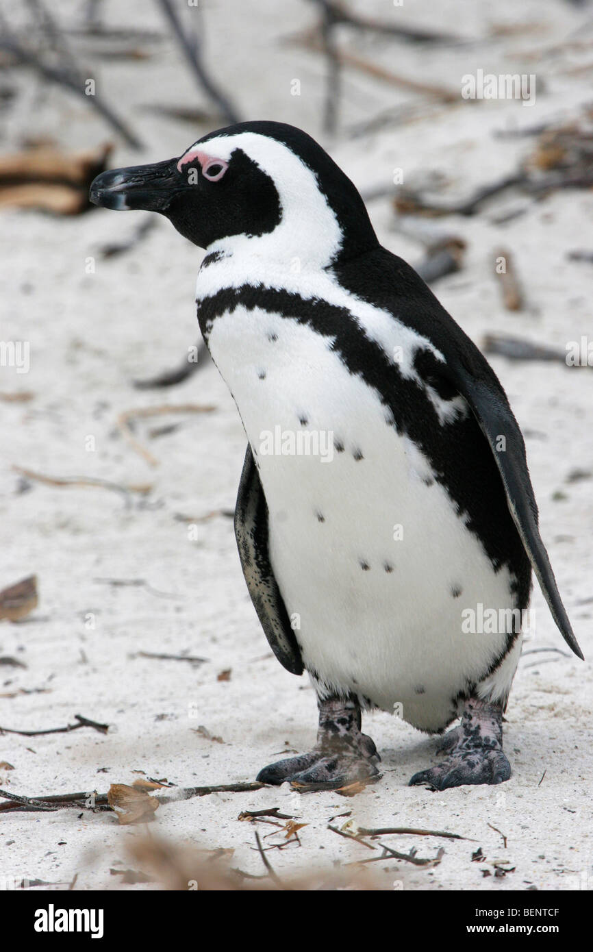 Jackass hi-res stock photography and images - Alamy