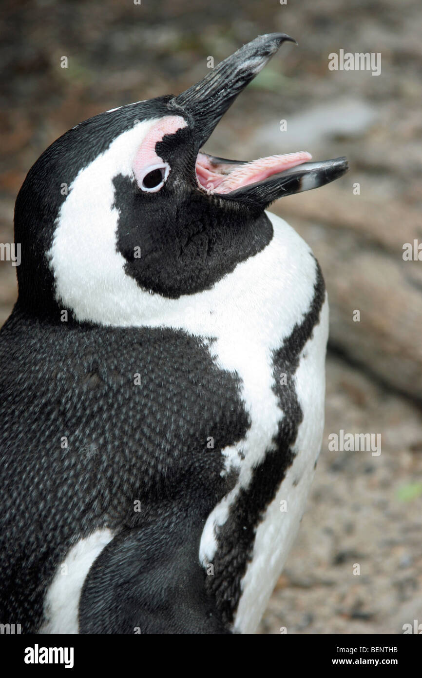 Black-footed penguin / African Penguin / jackass (Spheniscus demersus ...