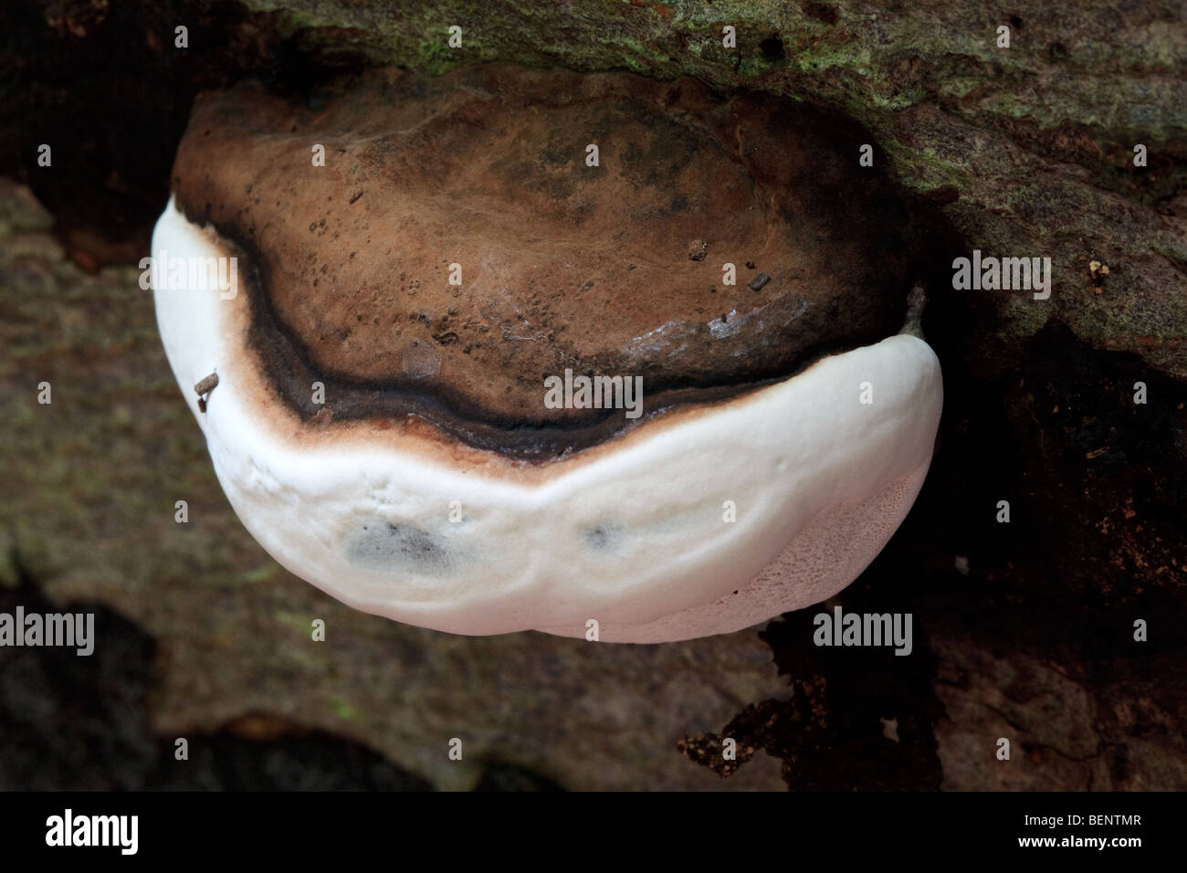 Close up of fungus/fungi in The Mens ancient woodland near Petworth ...