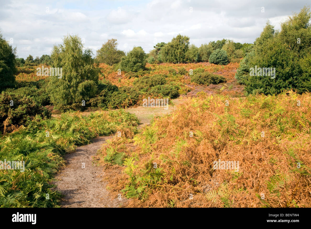 Hollesley Common High Resolution Stock Photography and Images - Alamy