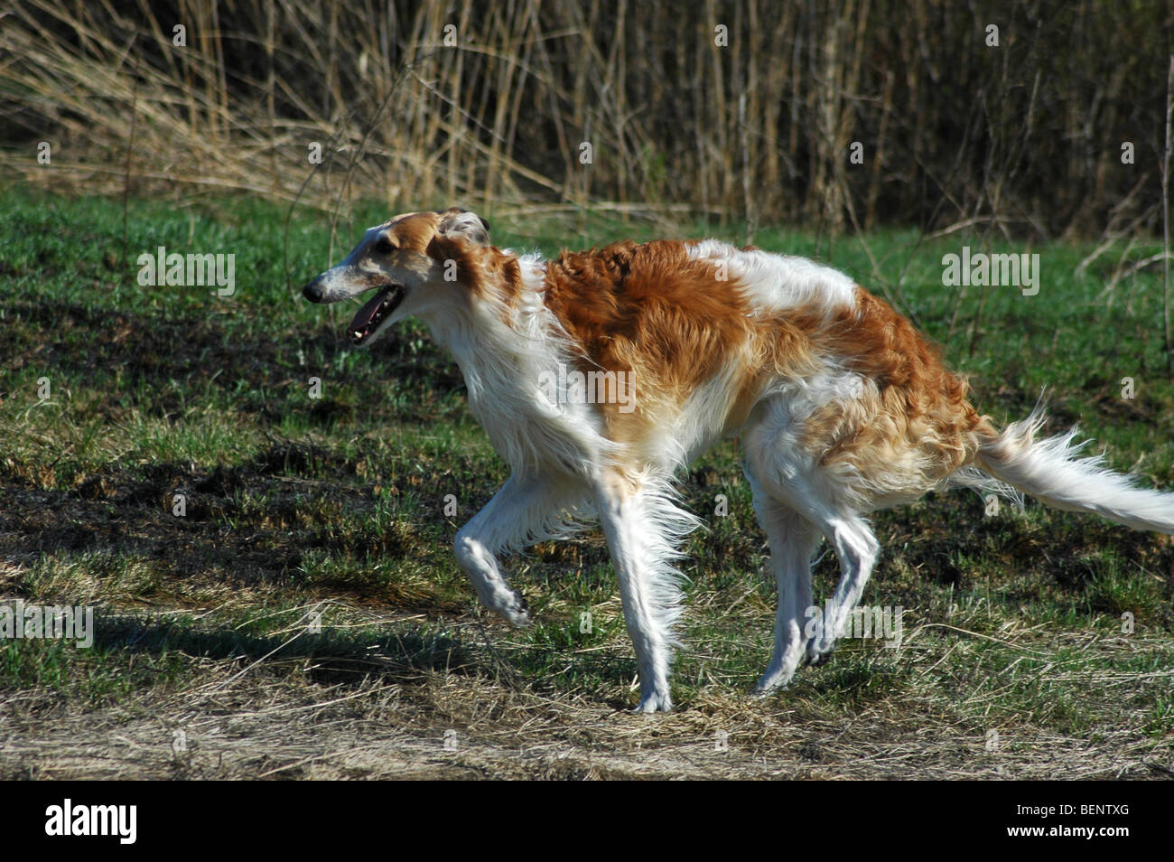 Borzoi walk hi-res stock photography and images - Alamy