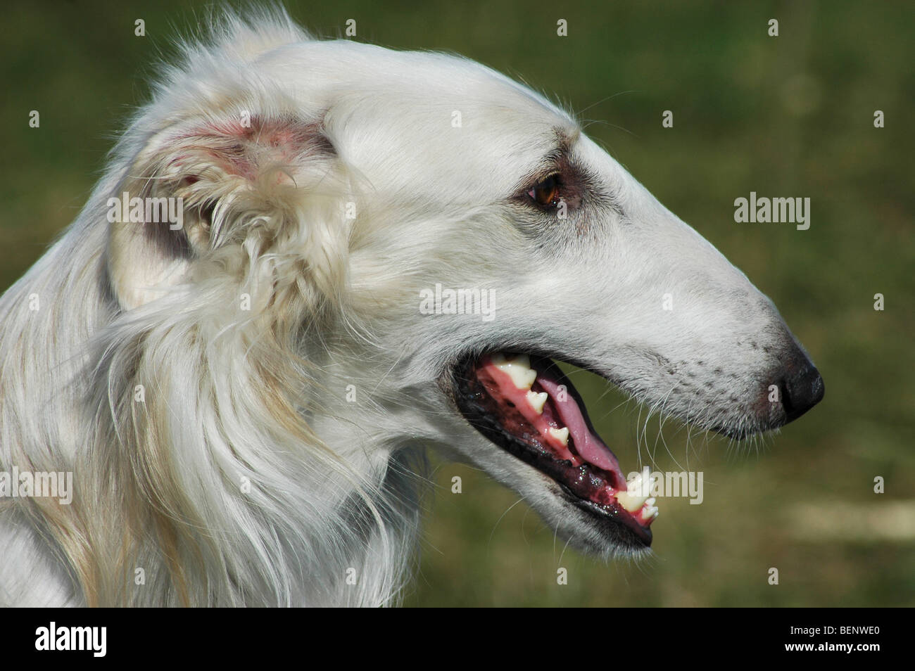 Russian teeth hi-res stock photography and images - Alamy