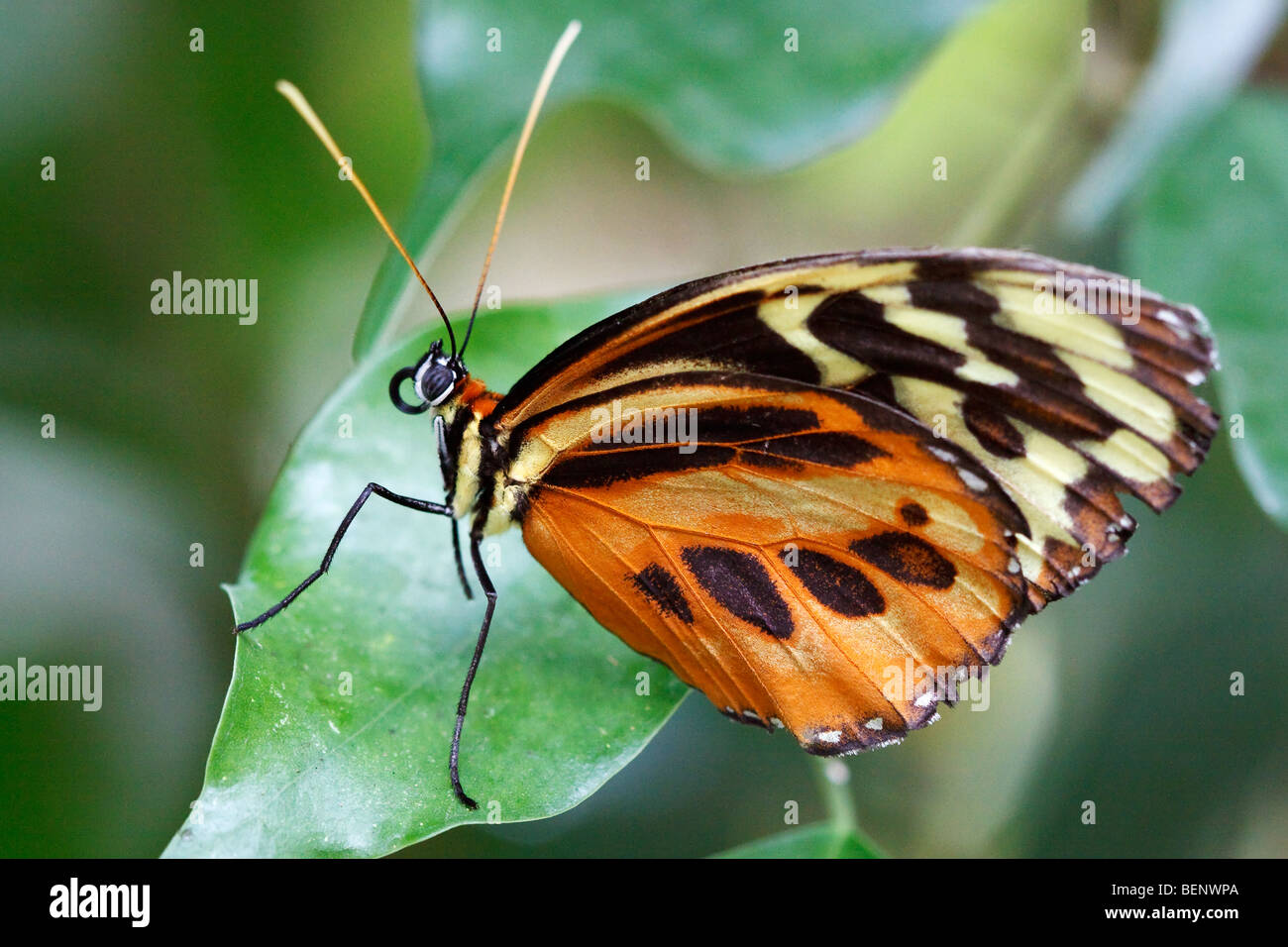 Large Tiger Butterfly (lycorea cleobaea Stock Photo - Alamy