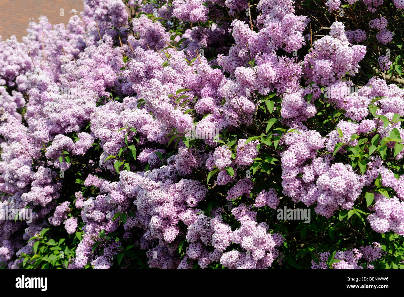 Lilac flower tree bush in early spring Stock Photo - Alamy