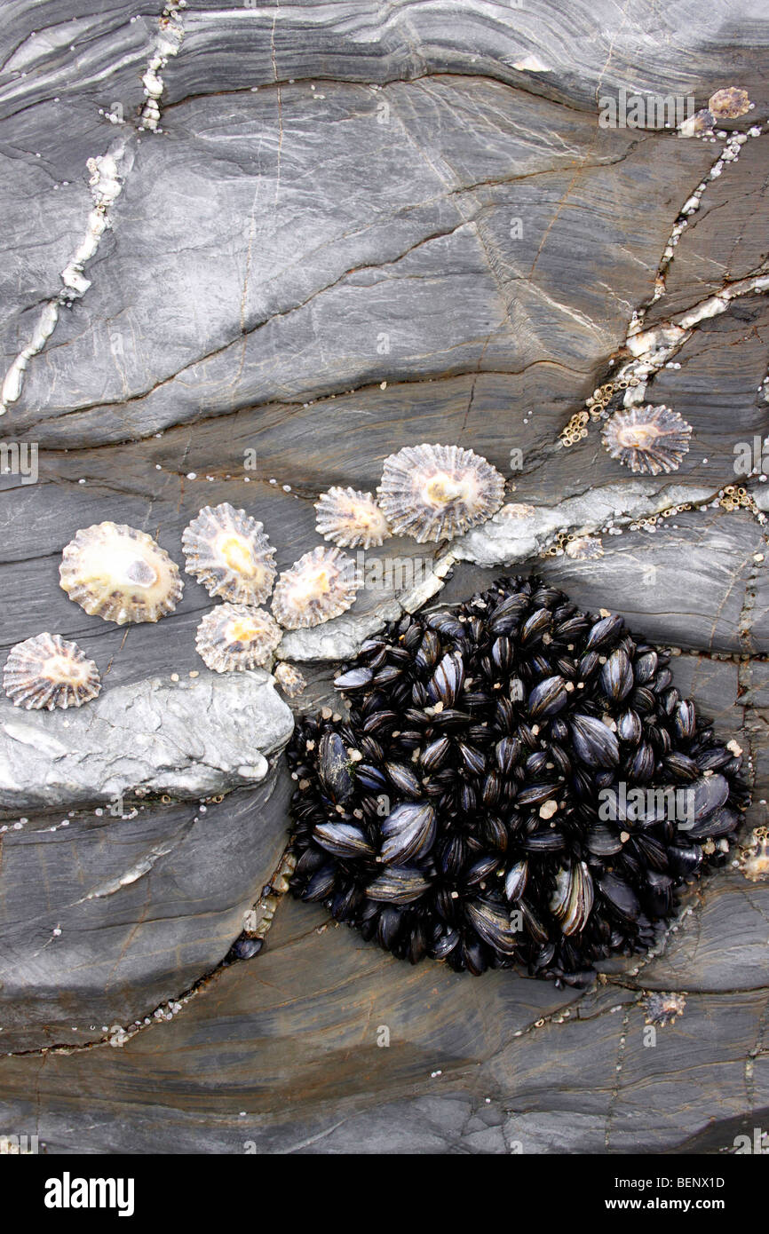 MUSSELS AND LIMPETS ON A COASTAL ROCK AT LOW TIDE. BIVALVE MOLLUSCS AND PATELLA VULGATA Stock ...