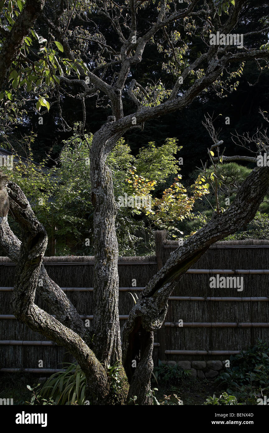 JAPAN Tokei-ji Buddhist temple, Kamakura. Detail of trees in garden ...