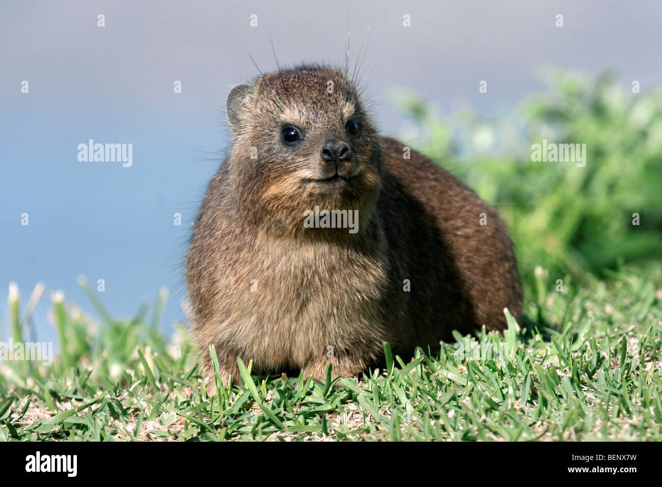 Rock hyrax / Cape hyrax (Procavia capensis), Tsitsikamma Coastal ...