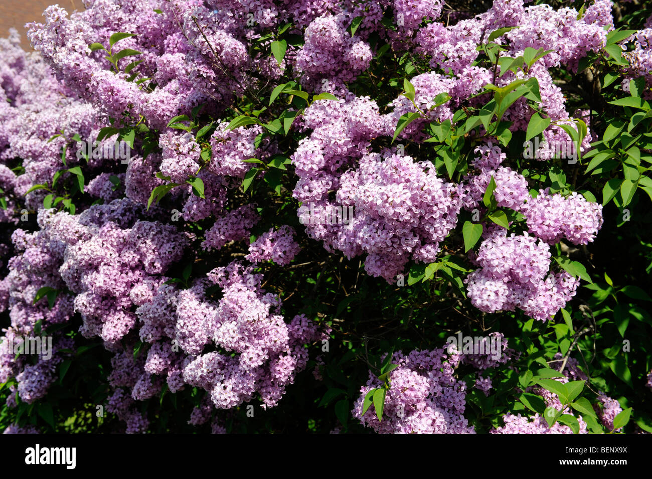 Lilac flower tree bush in early spring Stock Photo - Alamy