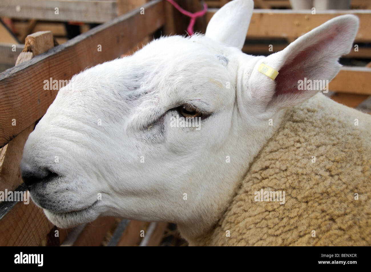 Masham sheep fair sheep race hi-res stock photography and images - Alamy