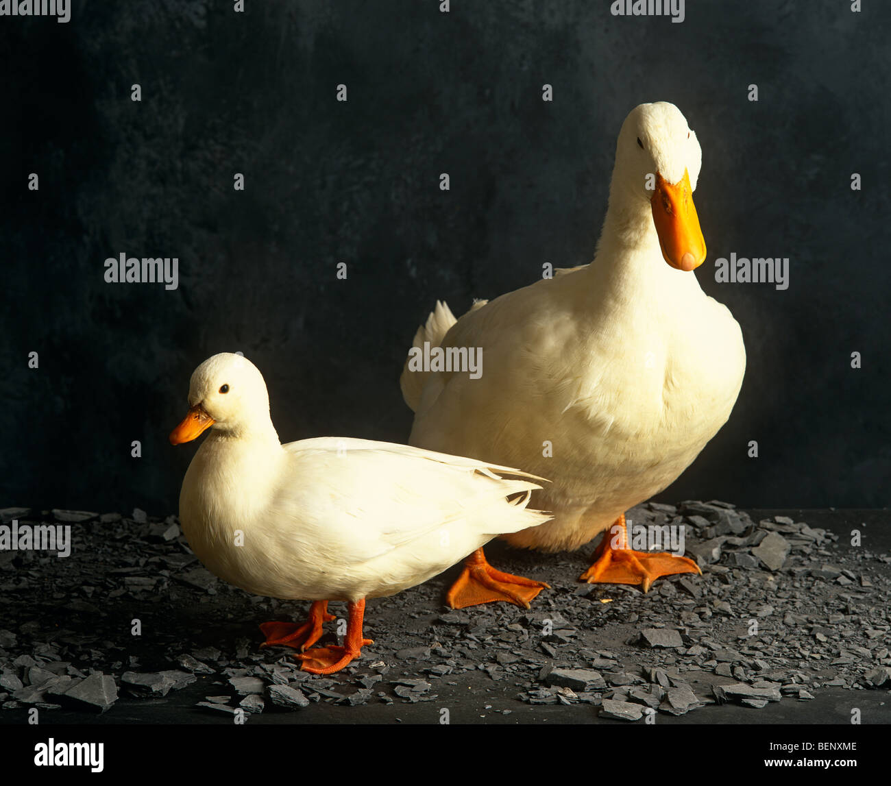 Duck and duckling Stock Photo - Alamy