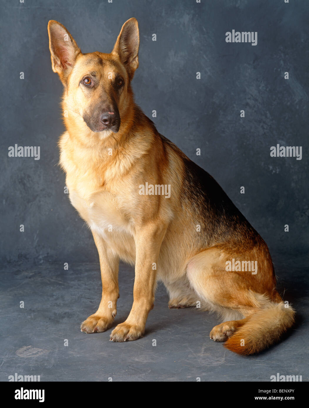 Shepard hi-res stock photography and images - Alamy