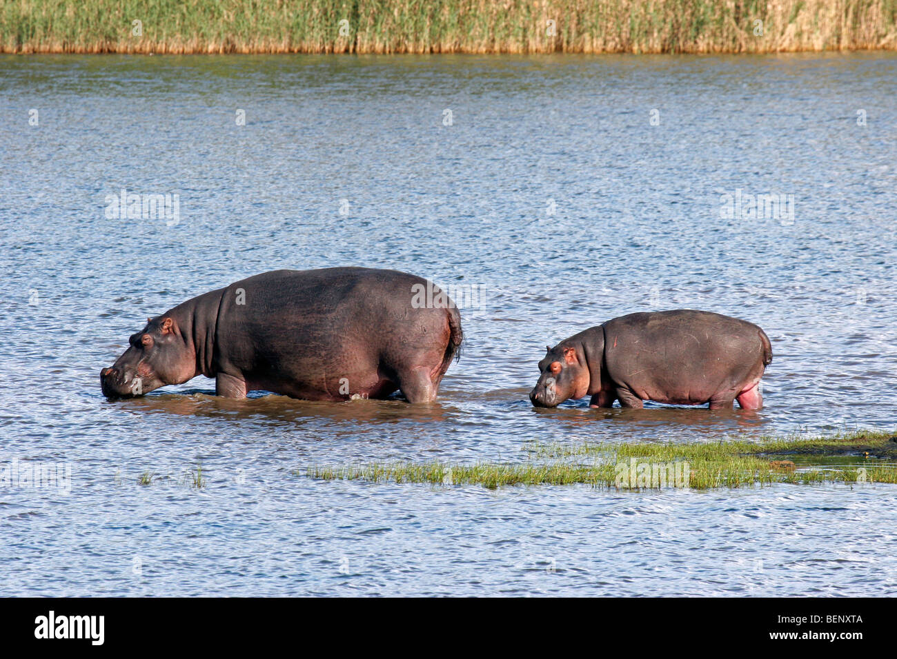 Hippo mother and calf (Hippopotamus amphibius) in shallow water of lake ...