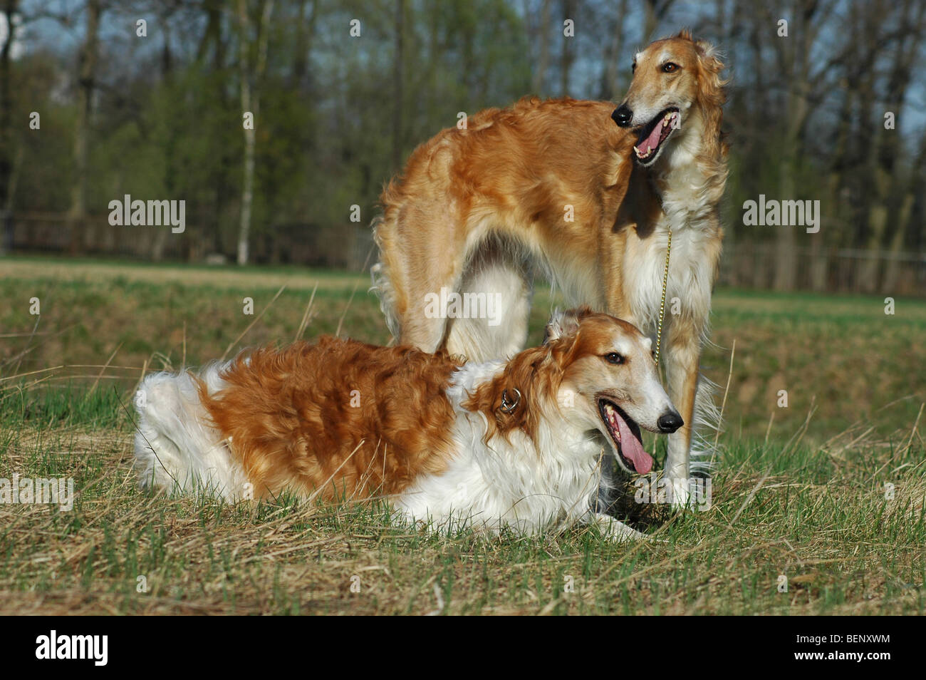 Borzoi, Russian Wolfhound, Russkaya Psovaya Borzaya Stock Photo - Alamy