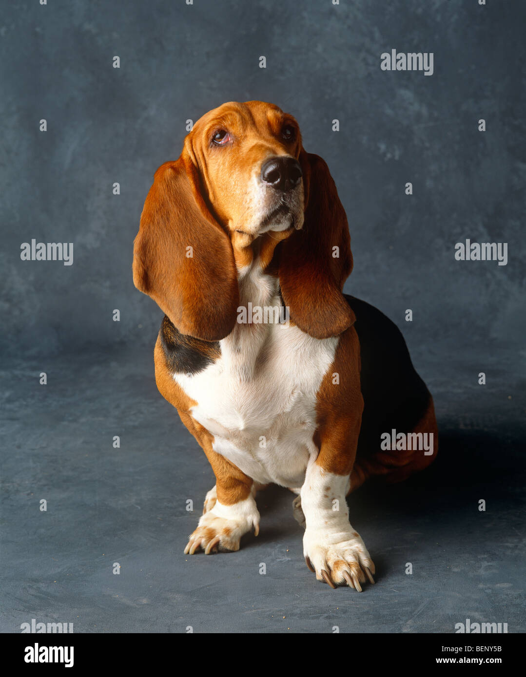 Pedigree hound hi-res stock photography and images - Alamy