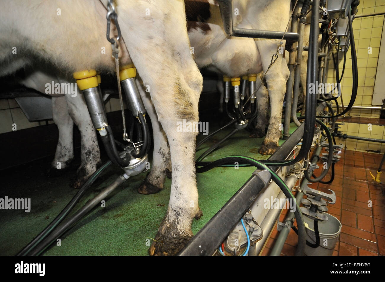 Cows (Bos taurus) with teats of udder attached to automatic milking machine in the milking ...