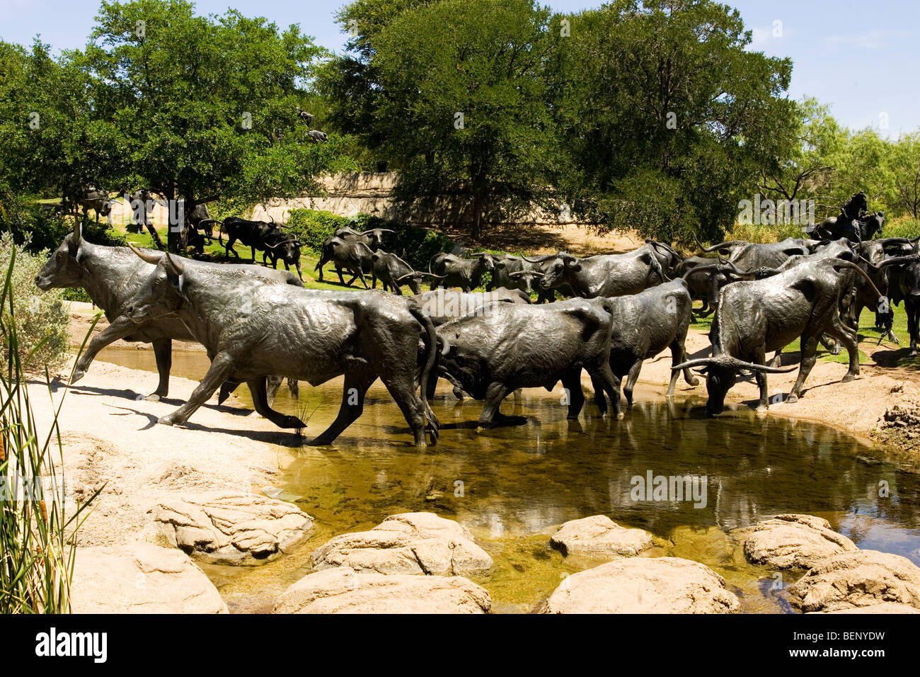 Bronze cattle hi-res stock photography and images - Alamy