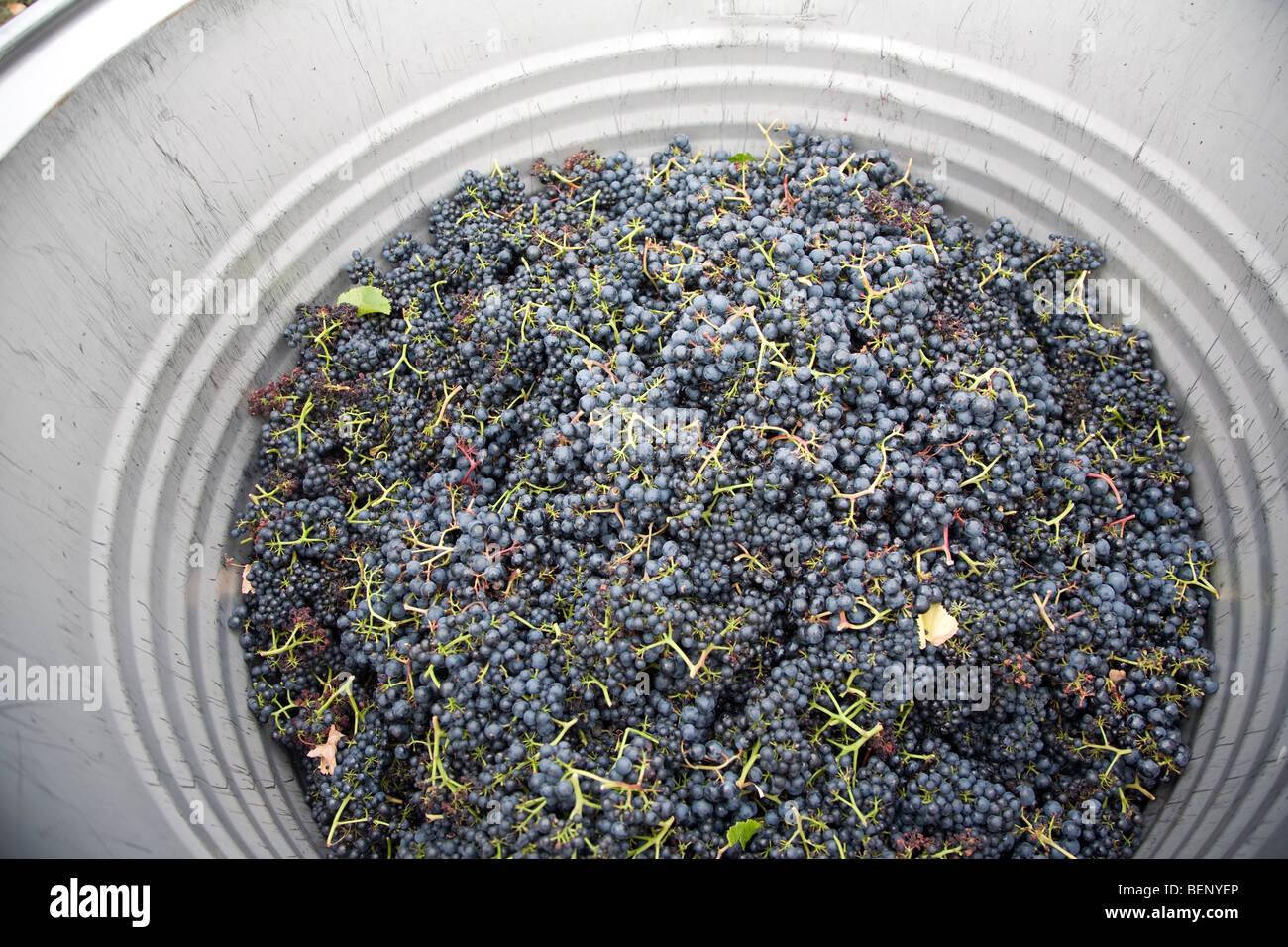Harvest of rondo grapes hi-res stock photography and images - Alamy