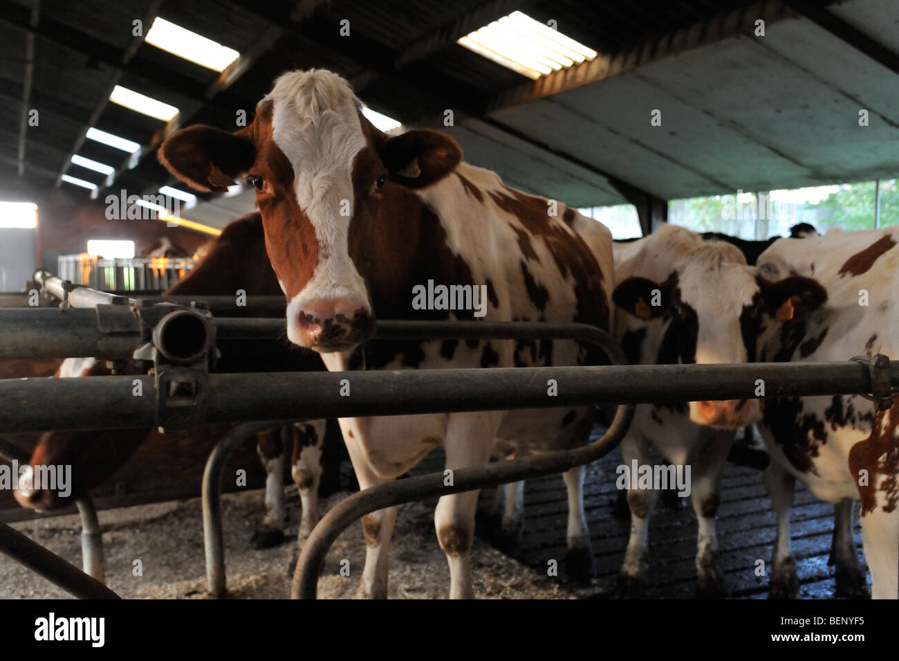 Dairy cows hi-res stock photography and images - Alamy