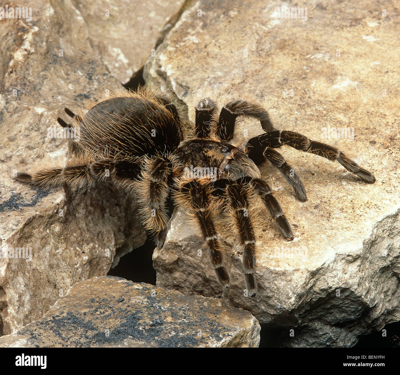 Tarantula Walking High Resolution Stock Photography and Images - Alamy