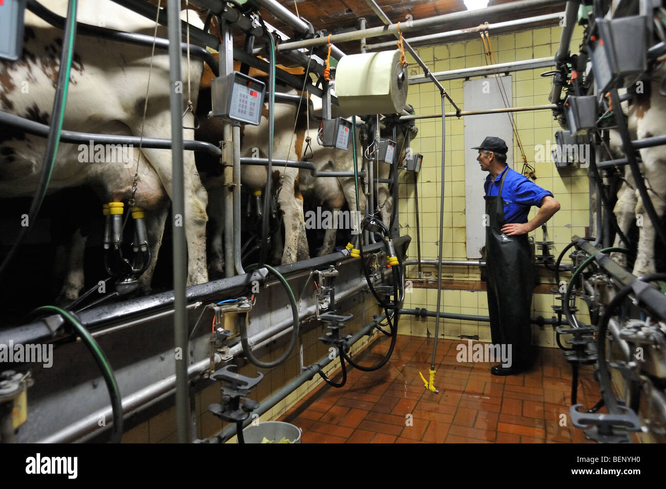Milker and cows (Bos taurus) with udders attached to automatic milking ...