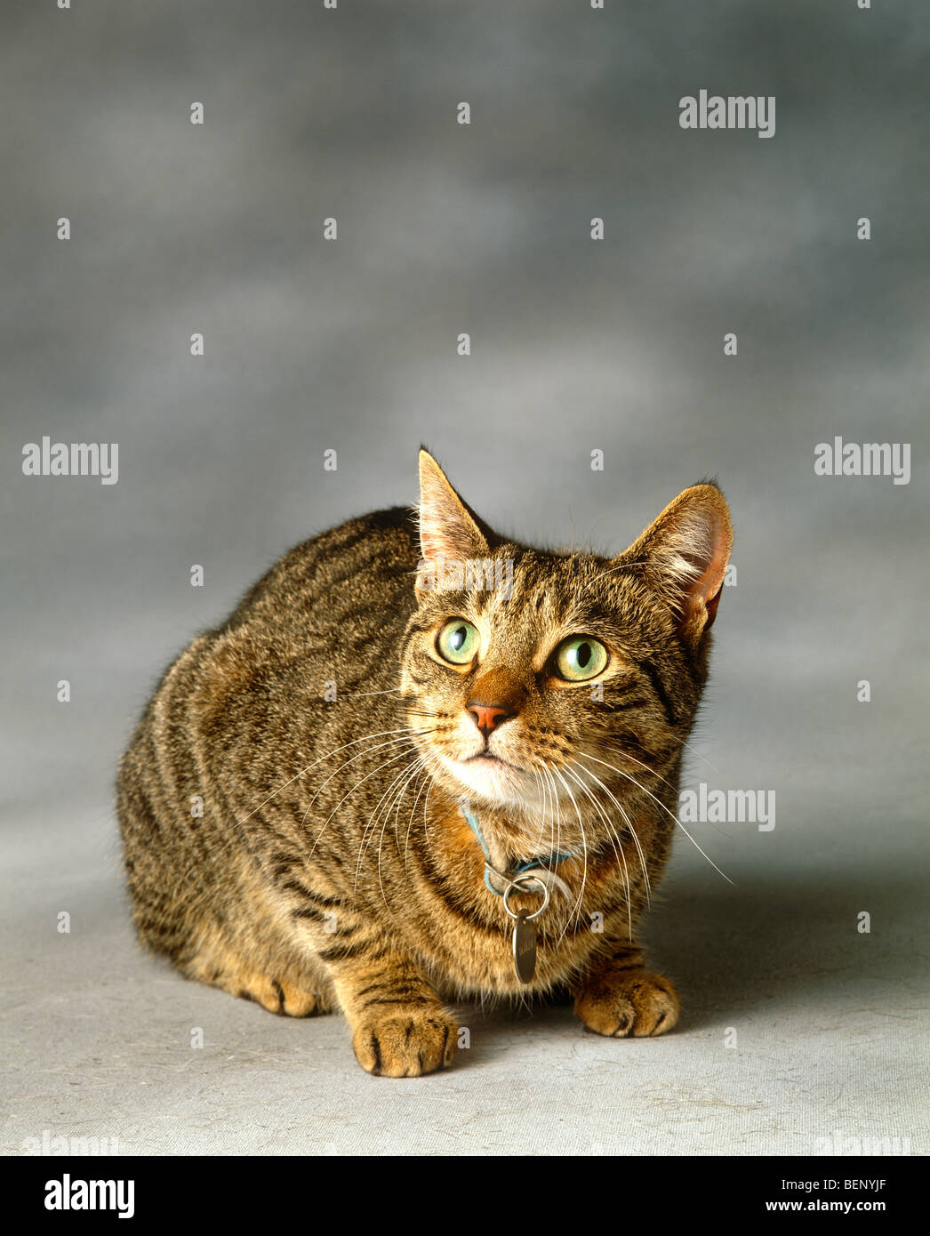 Pounce cat hi-res stock photography and images - Alamy