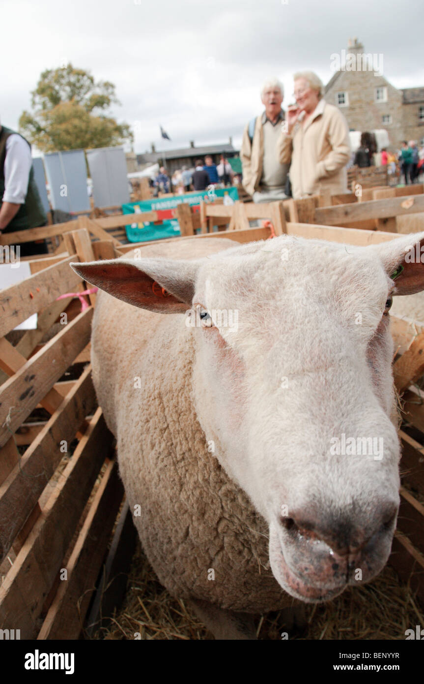Masham fair sheep race hi-res stock photography and images - Alamy