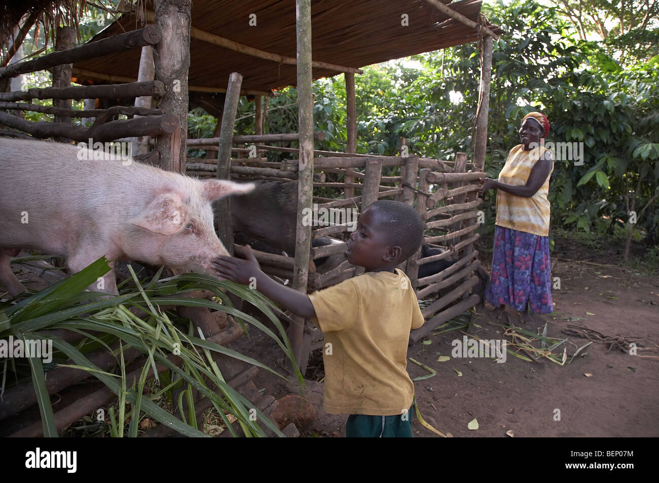 Africa pig hi-res stock photography and images - Alamy