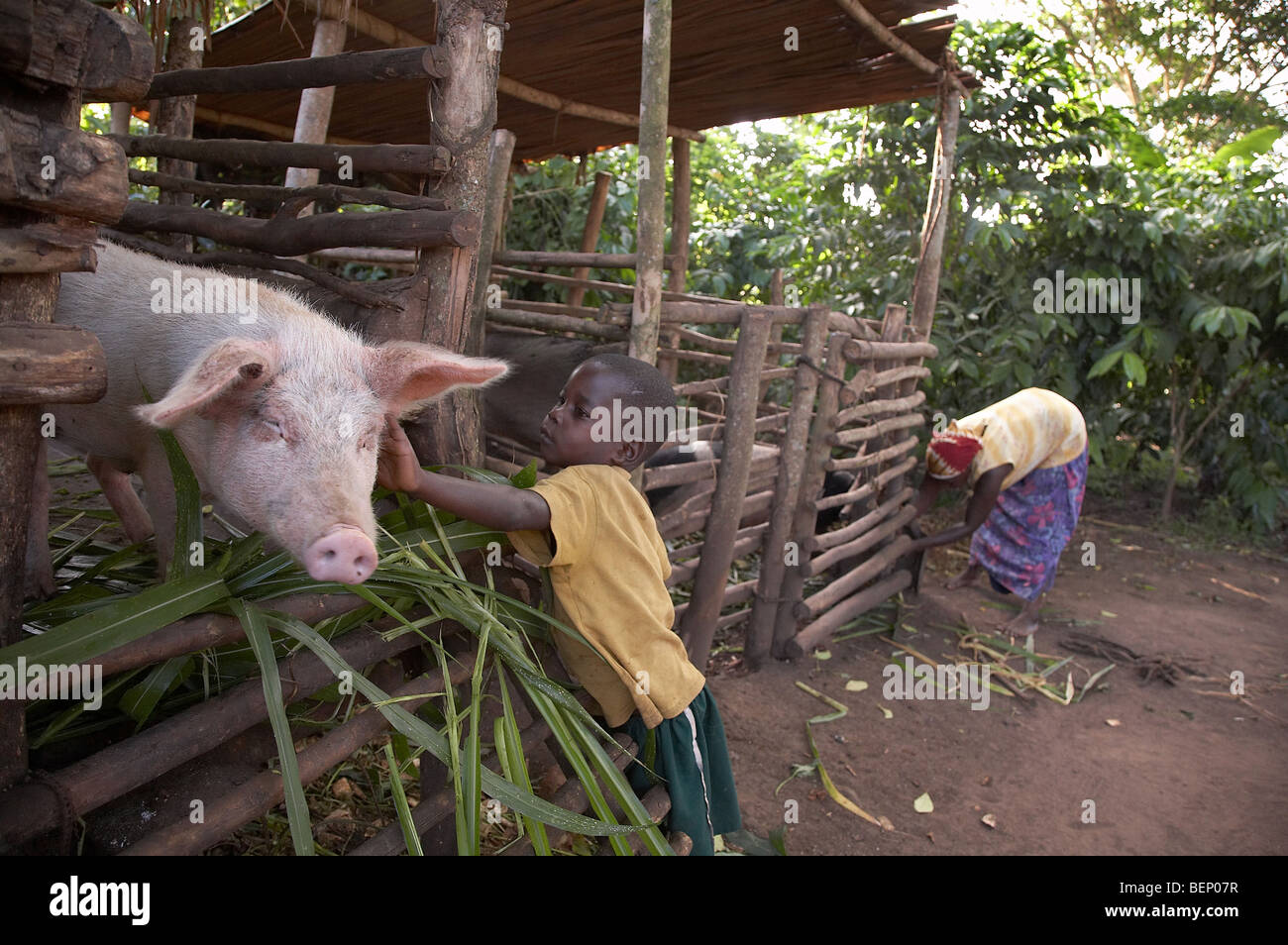 Pig food hi-res stock photography and images - Alamy