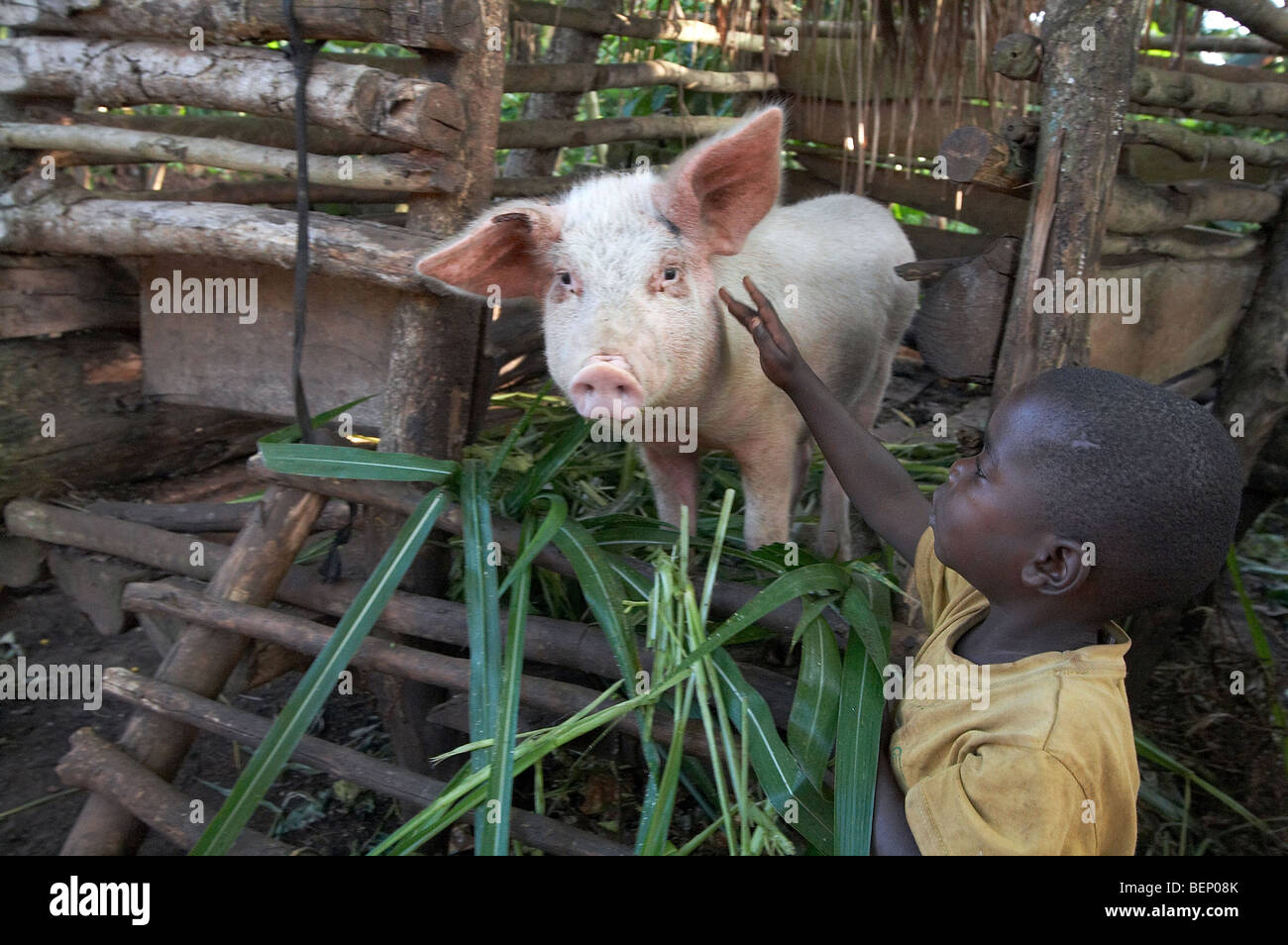 Pig farm africa hi-res stock photography and images - Alamy