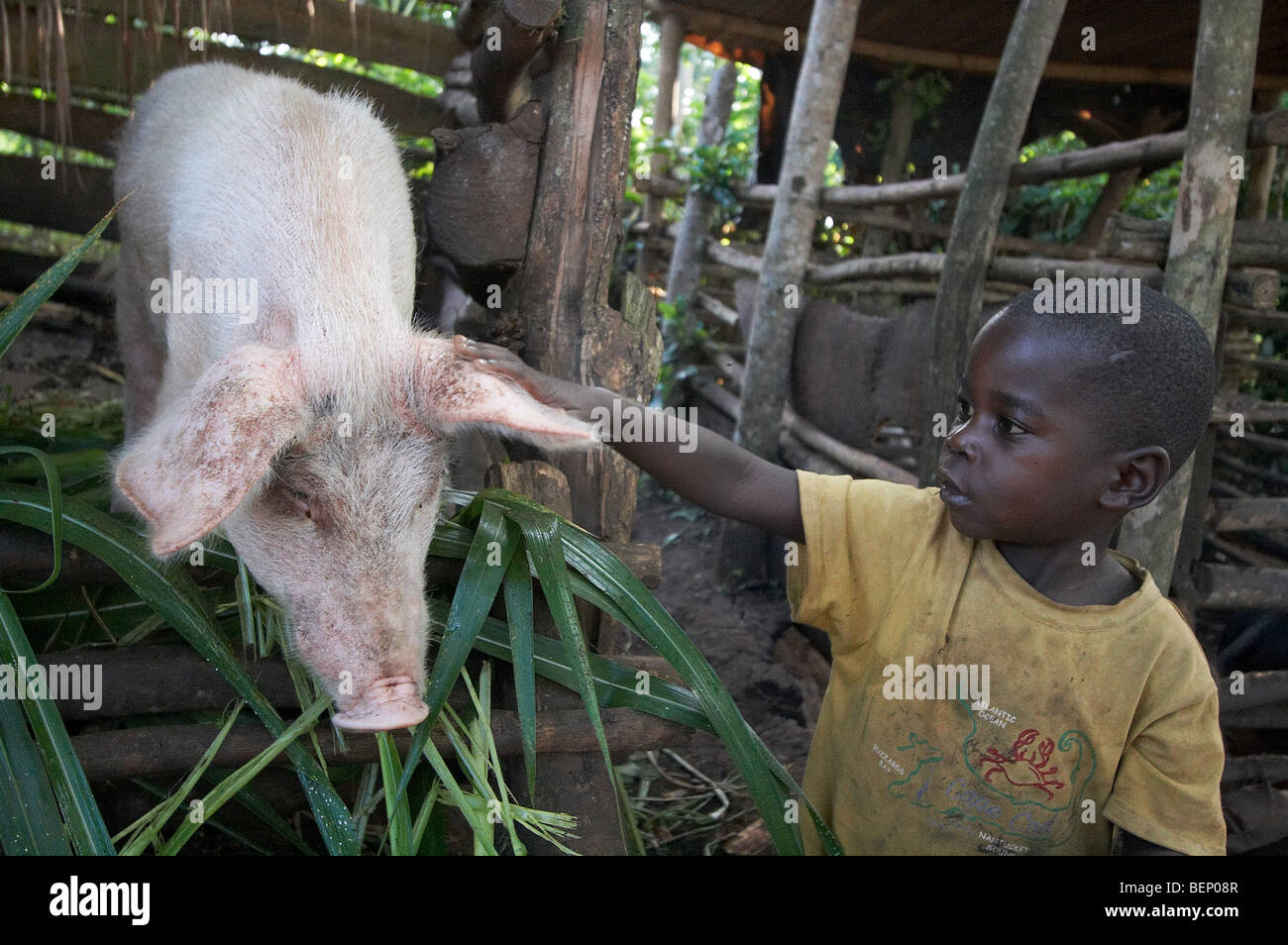 Pig farm africa hi-res stock photography and images - Alamy