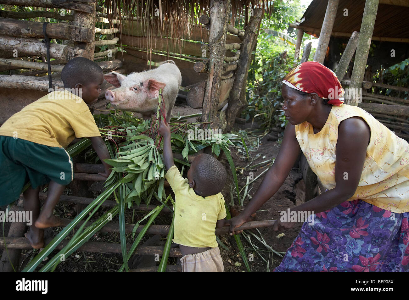 UGANDA In the home of farmer Najjemba Teopista, Kasaayi village ...